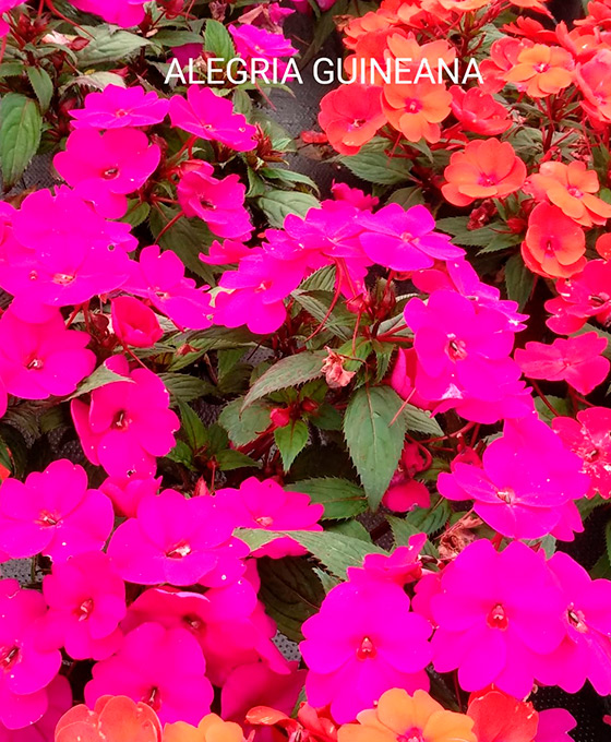 Alegría Guineana | Plantas de Exterior | Flors i Plantes Mateu